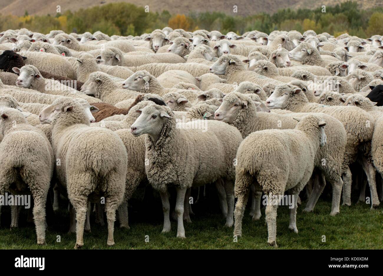 Ketchum, Idaho, USA. 08th Oct, 2017. Fifteen hundred sheep are herded ...