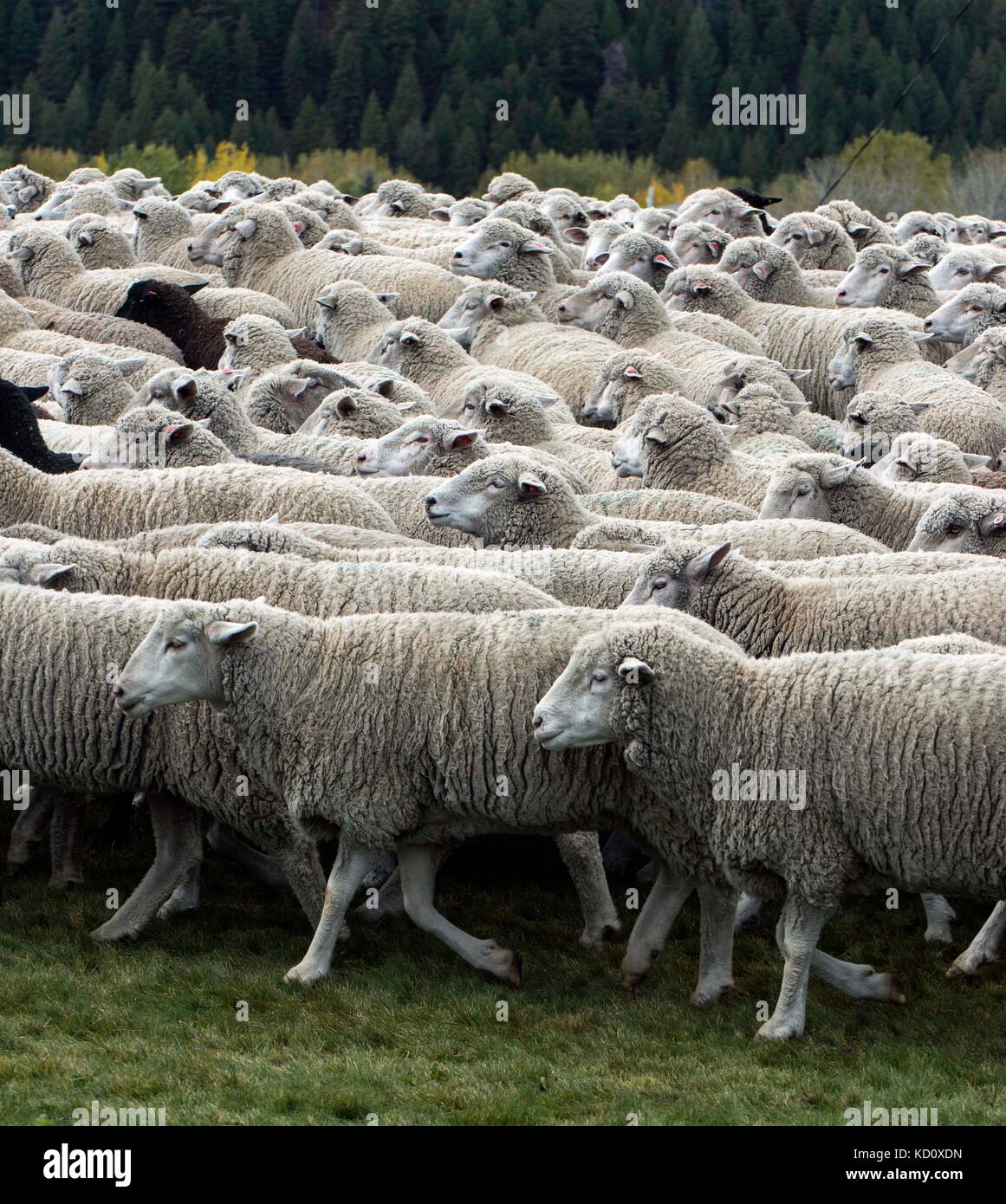 Ketchum, Idaho, USA. 08th Oct, 2017. Fifteen hundred sheep are herded ...