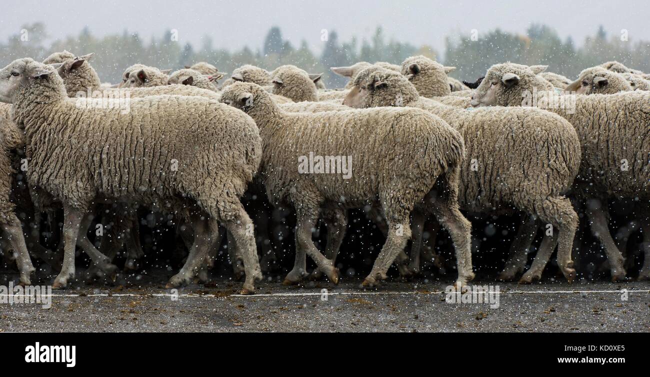 Ketchum, Idaho, USA. 08th Oct, 2017. Fifteen hundred sheep are herded ...