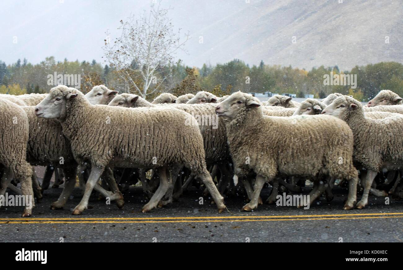 Ketchum, Idaho, USA. 08th Oct, 2017. Fifteen hundred sheep are herded ...