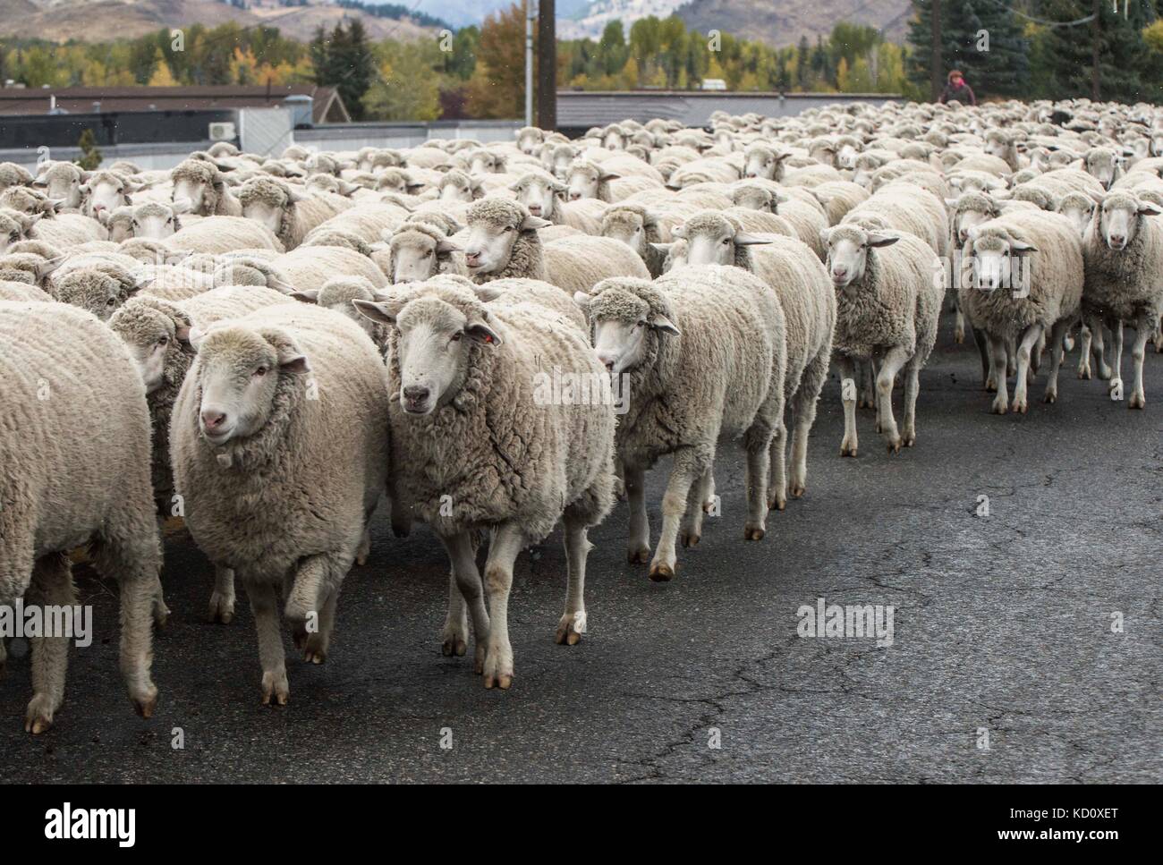 Ketchum, Idaho, USA. 08th Oct, 2017. Fifteen hundred sheep are herded ...