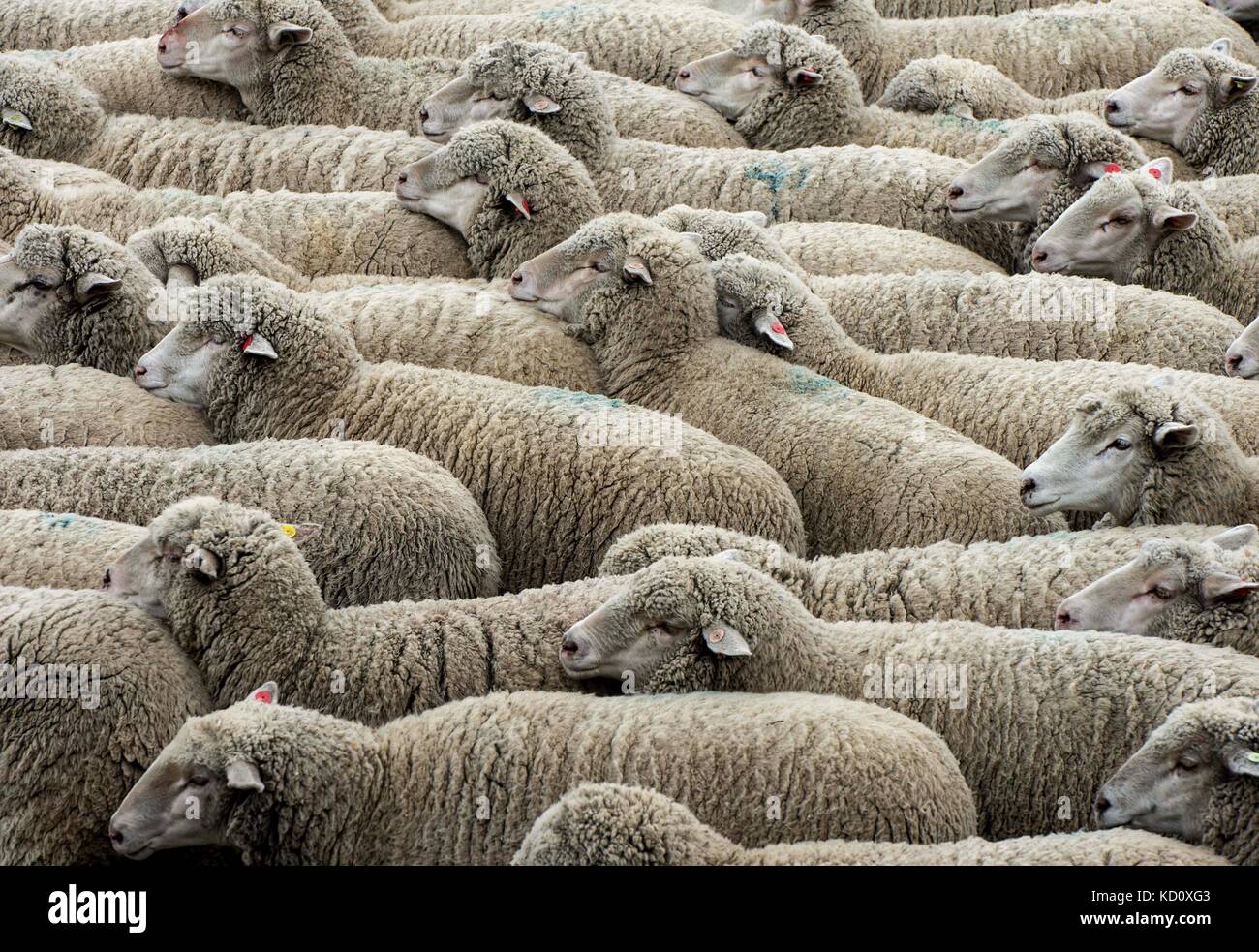 Ketchum, Idaho, USA. 08th Oct, 2017. Fifteen hundred sheep are herded ...