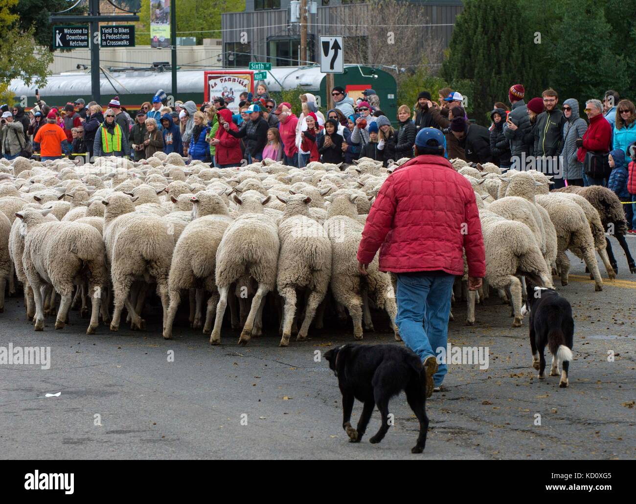 Ketchum, Idaho, USA. 08th Oct, 2017. Fifteen hundred sheep are herded ...