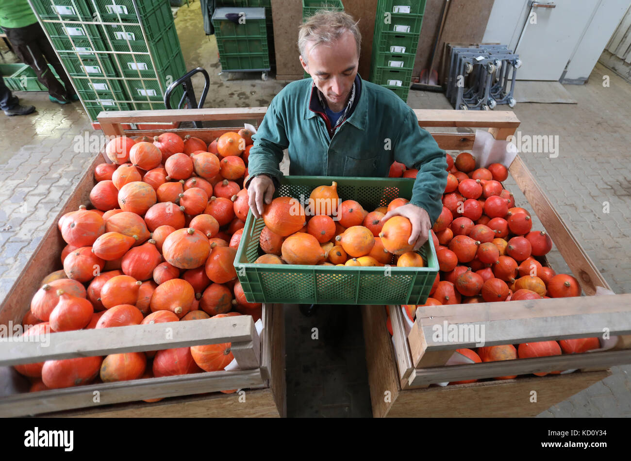 Bastorf, Germany. 05th Oct, 2017. Reinhard Wittwer looking at harvested ...