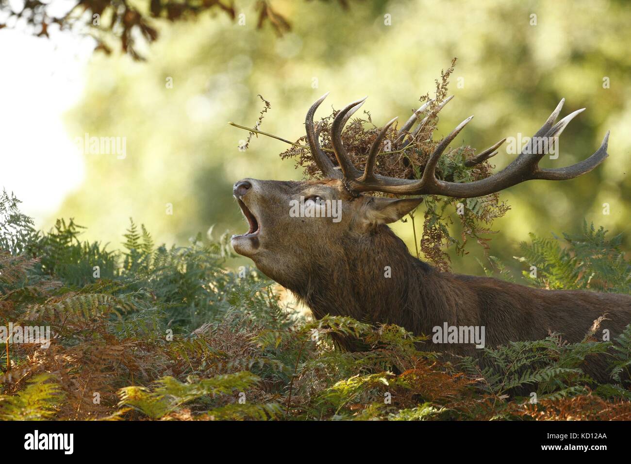 Red deer stag bellowing during rut in richmond park hi-res stock ...