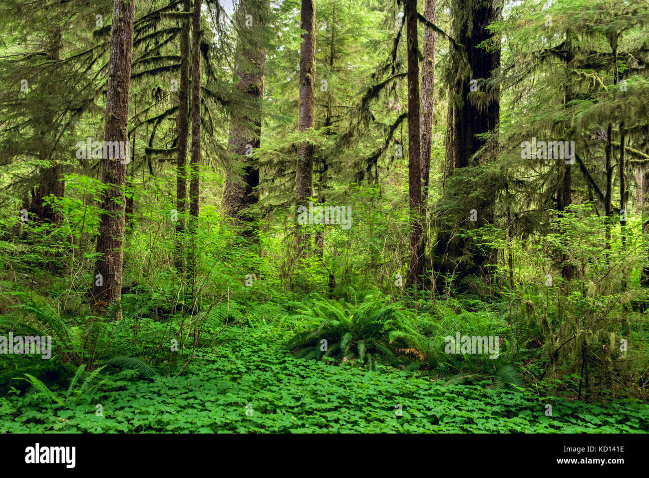 Carmanah Walbran Provincial Park, Vancouver Island, BC Canada Stock ...
