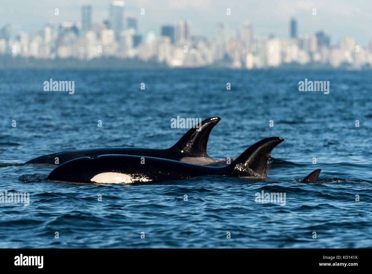 Orca Whales, Howe Sound (near Vancouver), BC Canada Stock Photo - Alamy