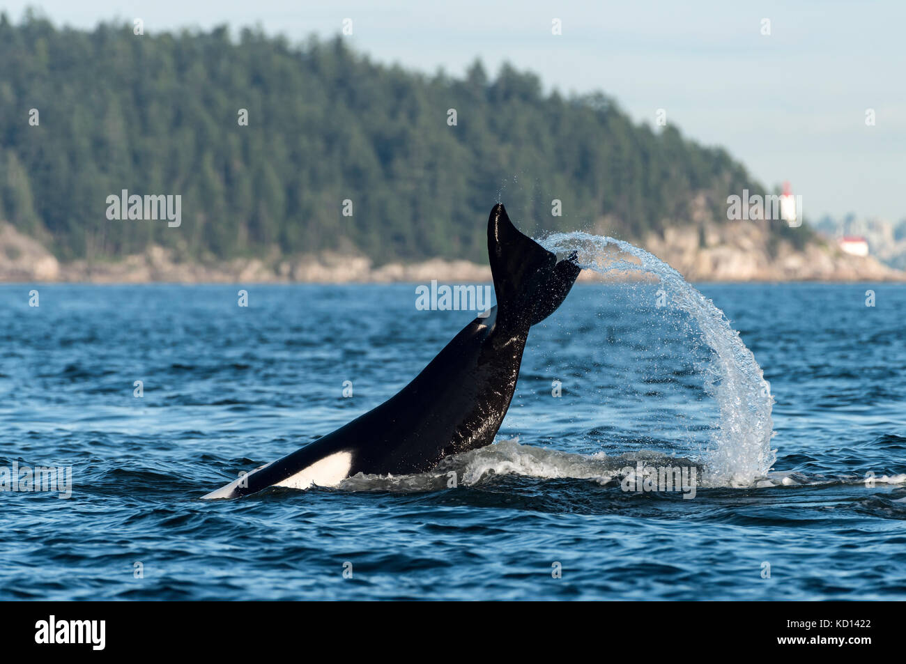 Orca Whales, Howe Sound (near Vancouver), BC Canada Stock Photo - Alamy