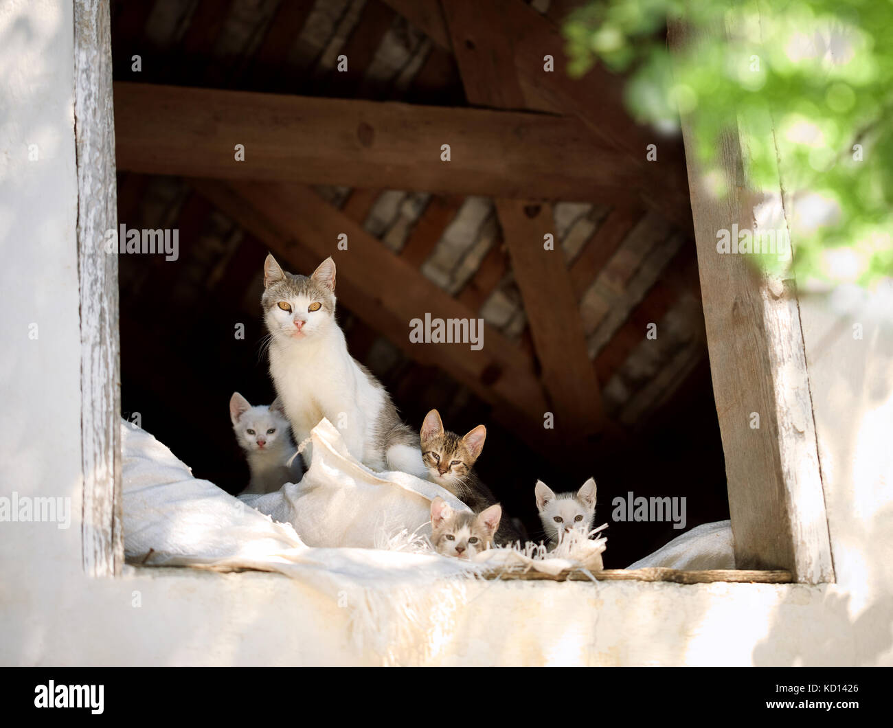 happy cats family, cat and kittens Stock Photo - Alamy