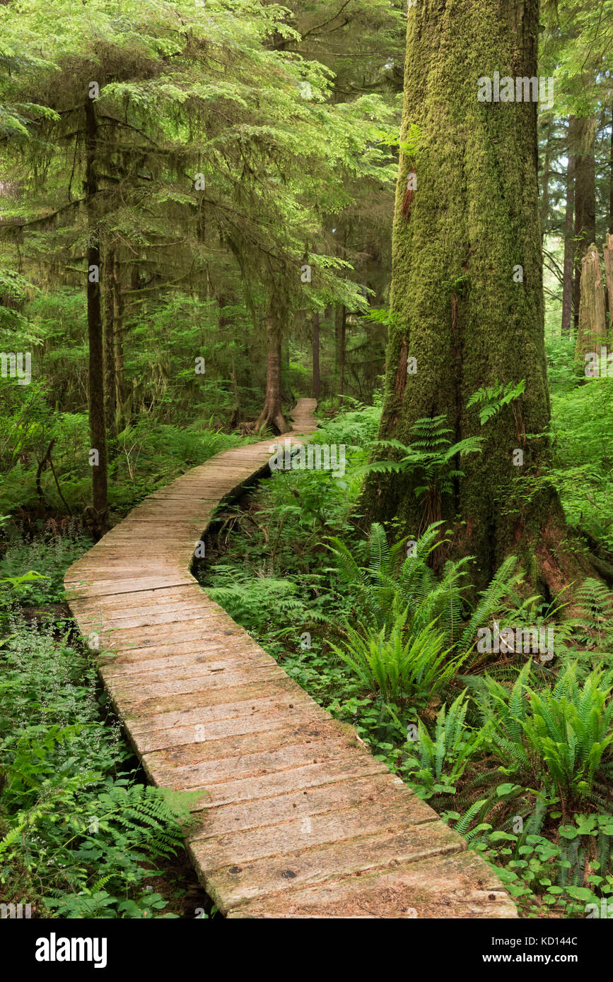 Carmanah Walbran Provincial Park, Vancouver Island, BC Canada Stock ...