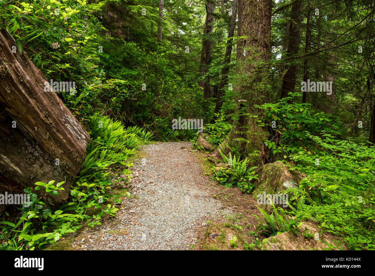 Carmanah Walbran Provincial Park, Vancouver Island, BC Canada Stock ...