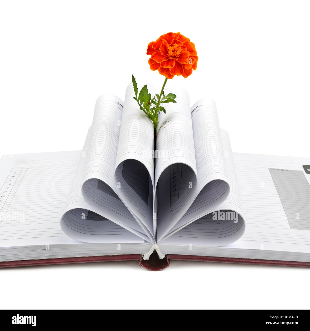 Book and flower isolated on white background Stock Photo - Alamy