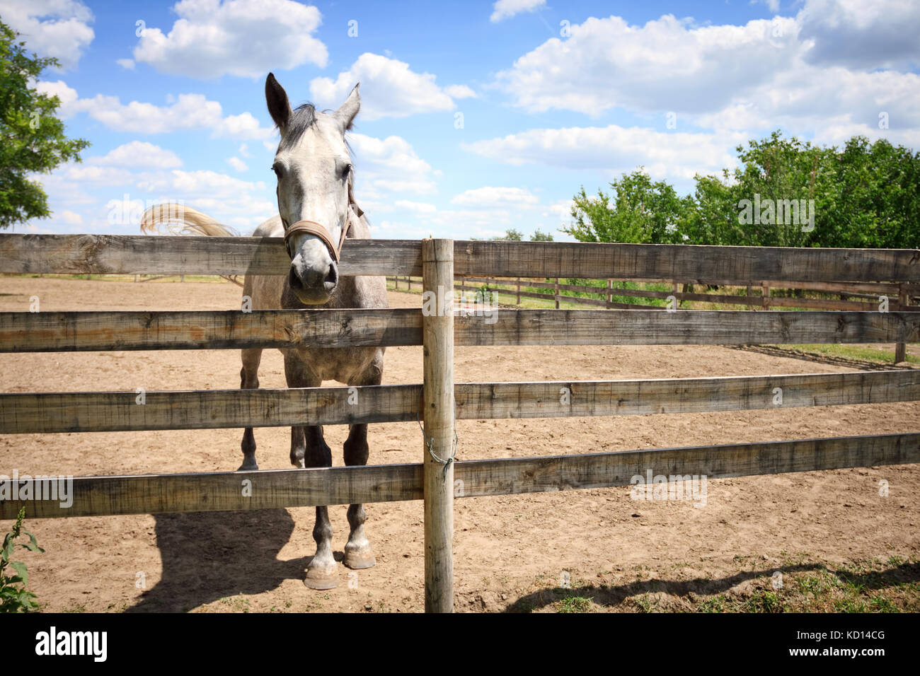 Horse with head over a fence on farm Stock Photo - Alamy