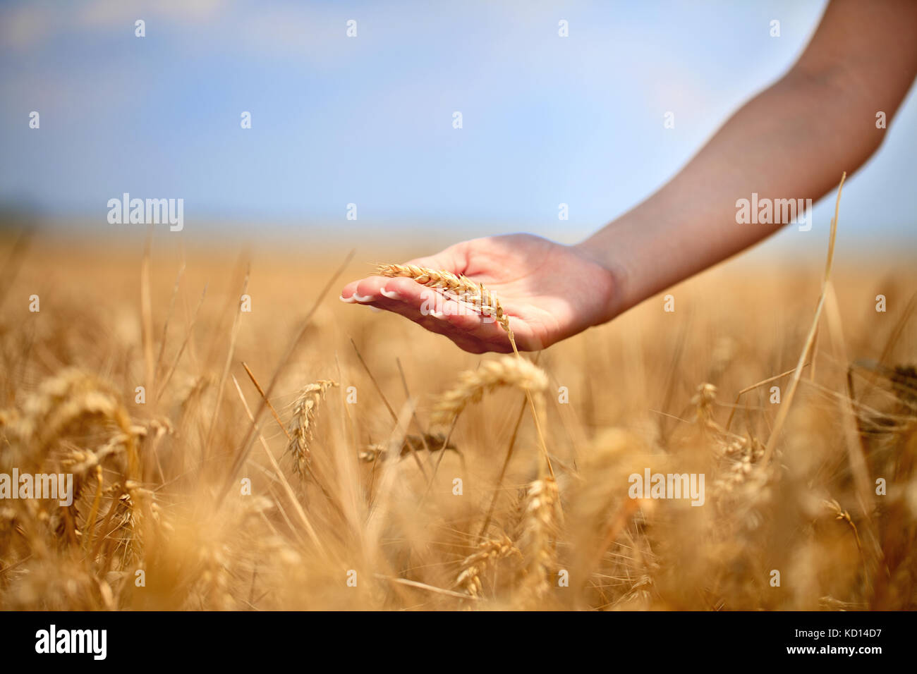 Woman running her hand through some wheat in a field Stock Photo - Alamy