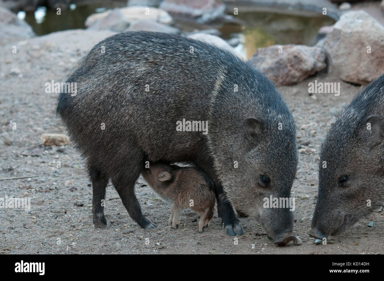 Collared Peccary (Pecari tajacu) orJavelina with day-old young near ...