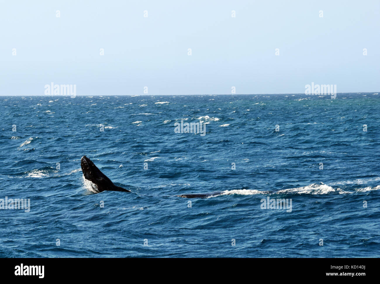 Mooloolaba whale hi-res stock photography and images - Alamy