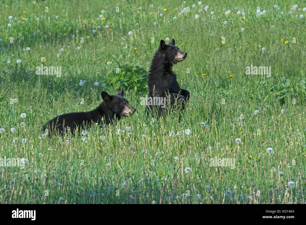 Black bear yearling hi-res stock photography and images - Alamy