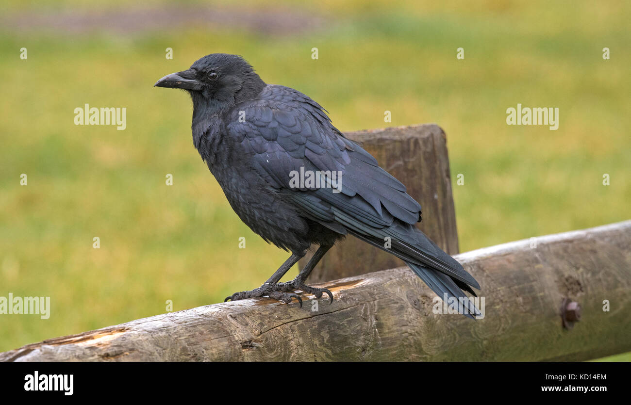 American crow, (Corvus brachyrhynchos), Waterton National Park, Alberta ...