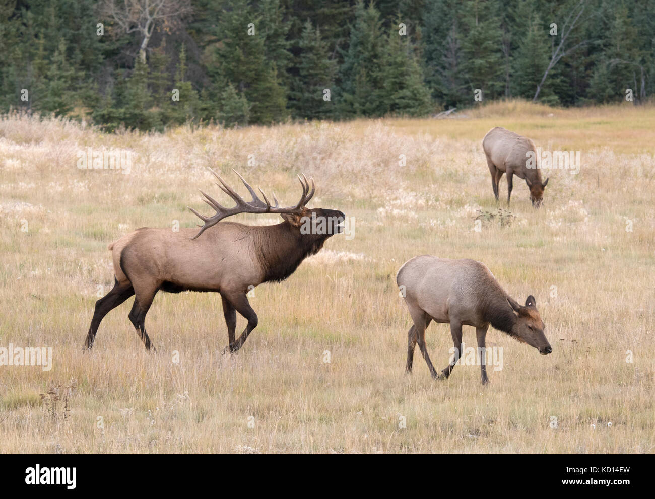 Bugling elk, or wapiti (Cervus canadensis), and two cow elk in Jasper ...
