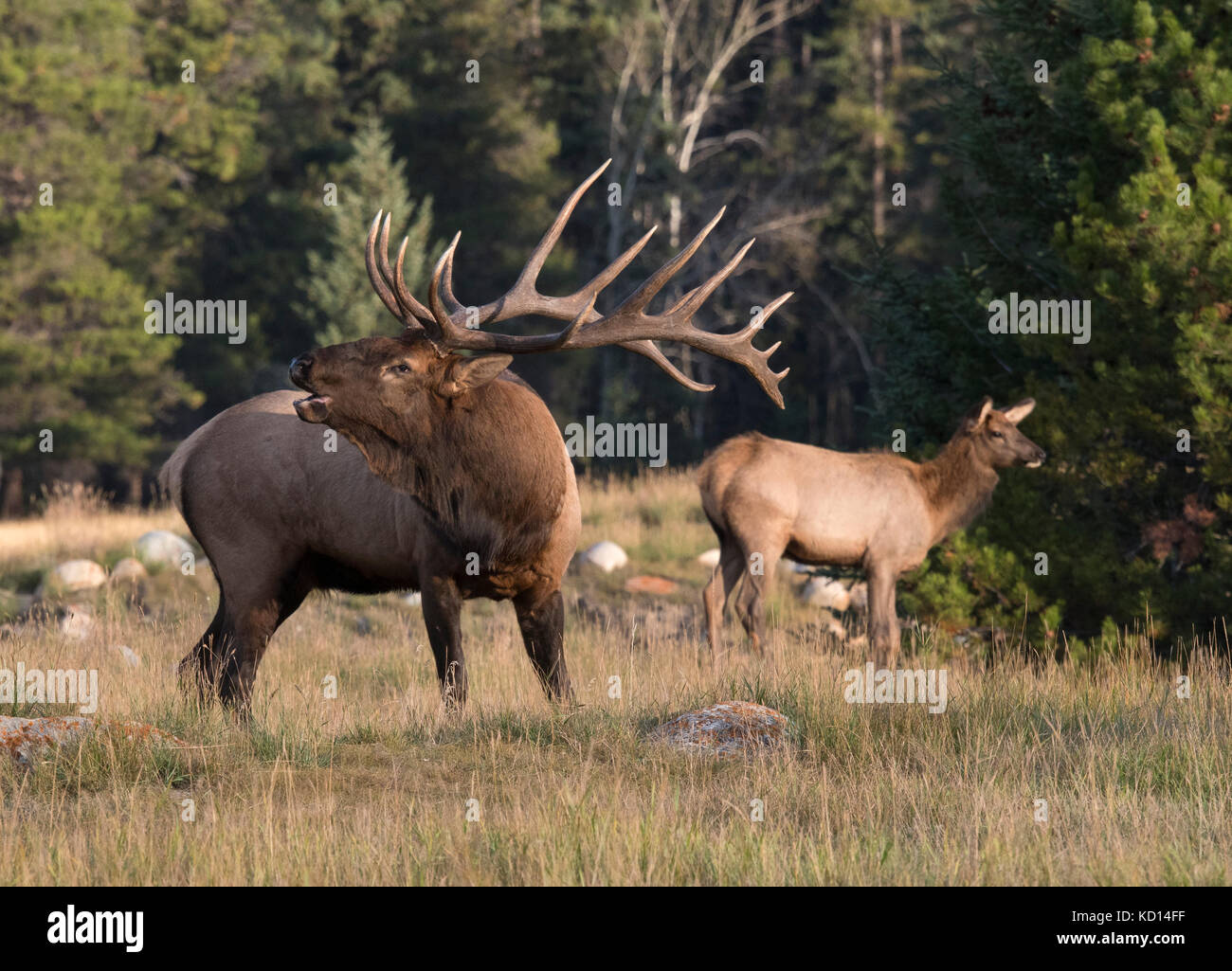 Bull and cow elk standing at edge of forest, (Cervus canadensis ...