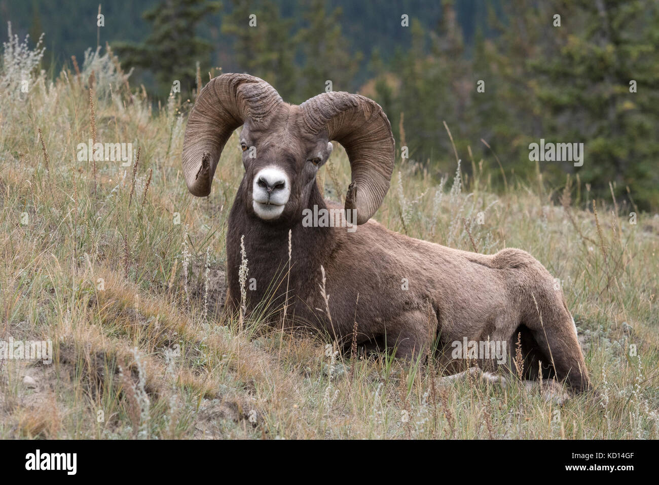 Resting Ram bighorn sheep (Ovis canadensis), Jasper National Park ...