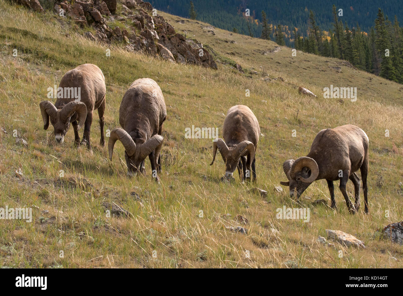 Grazing Ram bighorn sheep (Ovis canadensis), Jasper National Park ...