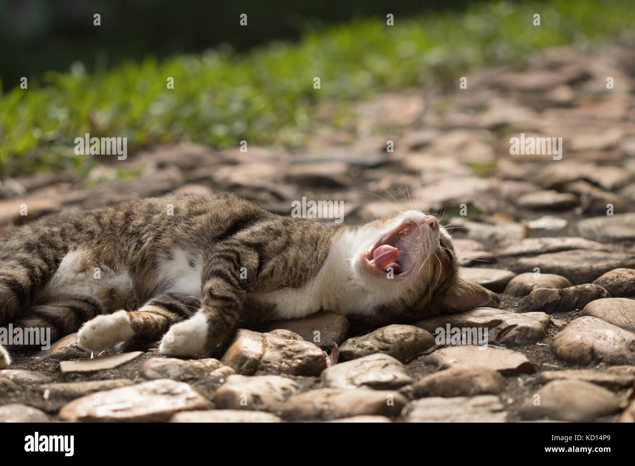Cat yawn after sleeping on floor Stock Photo - Alamy