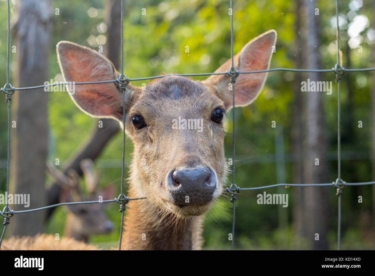 Beautiful deer in zoo, portrait Stock Photo - Alamy