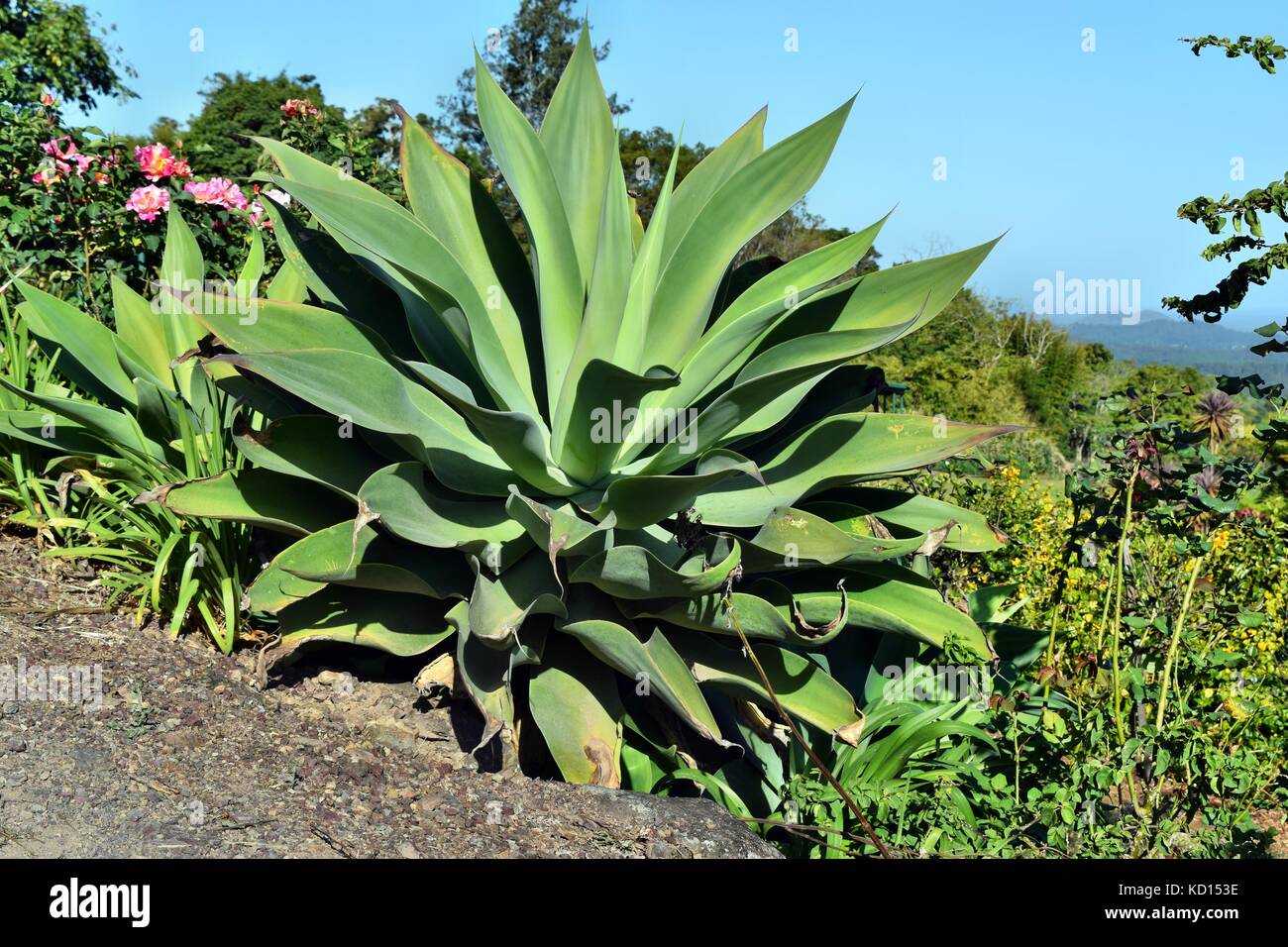 Big and beautiful agave attenuata cactus plant growing in the garden ...