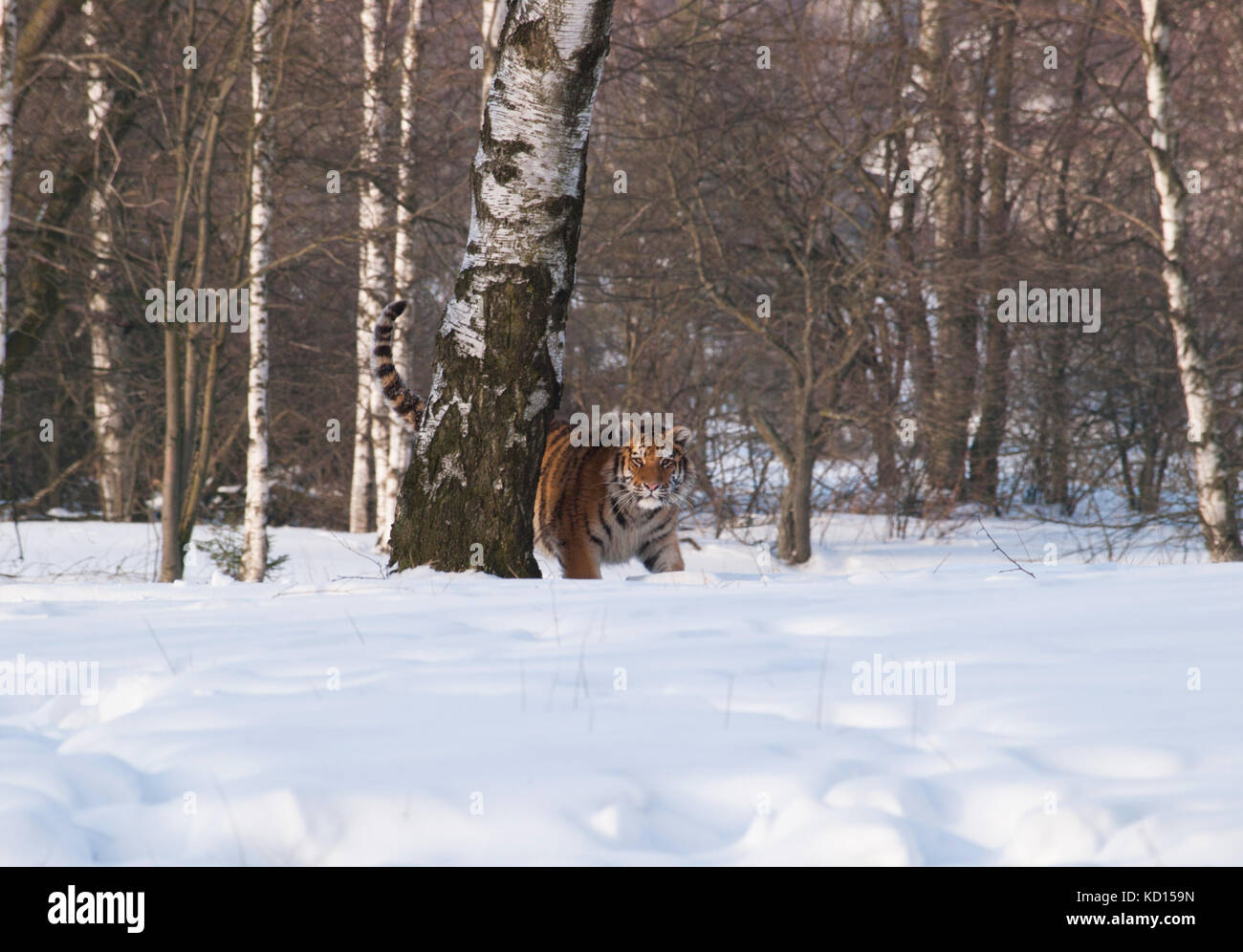 Panthera tigris altaica - Amur tiger walking in the snow. Action wildlife scene with danger ...