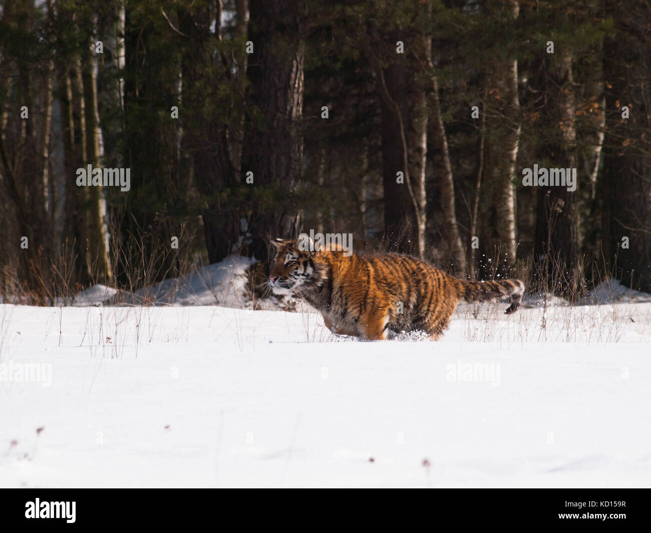 Siberian tiger in wild winter nature in taiga in Russia - Panthera ...