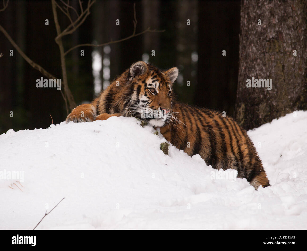 Young siberian tiger lying in forest on snow - Panthera tigris altaica ...