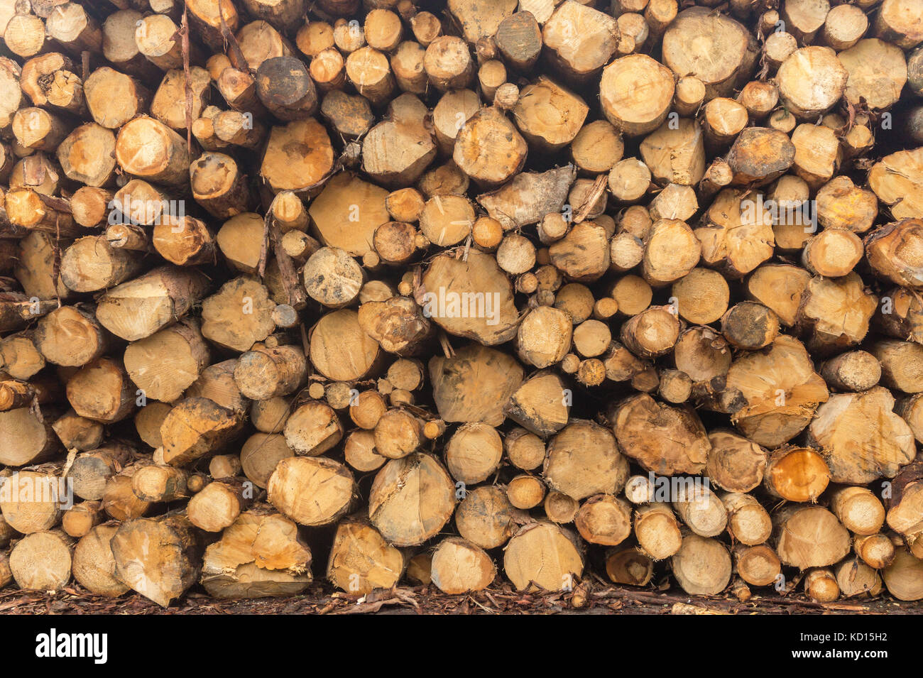 Wood of round timber stacked in a pile at the sawmill. Close-up ...