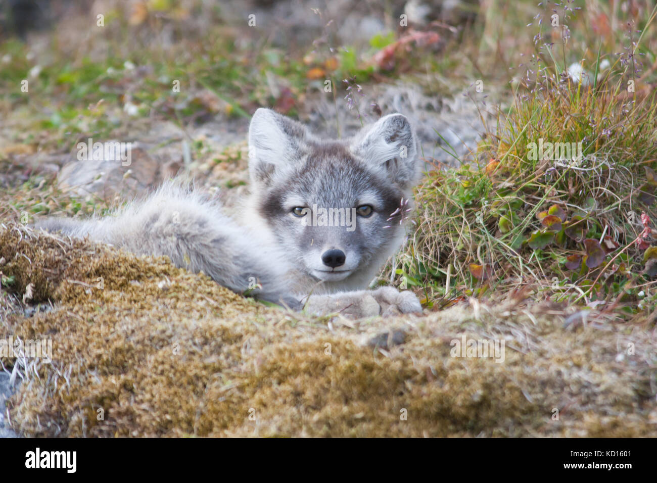 Vulpes lagopus hi-res stock photography and images - Alamy
