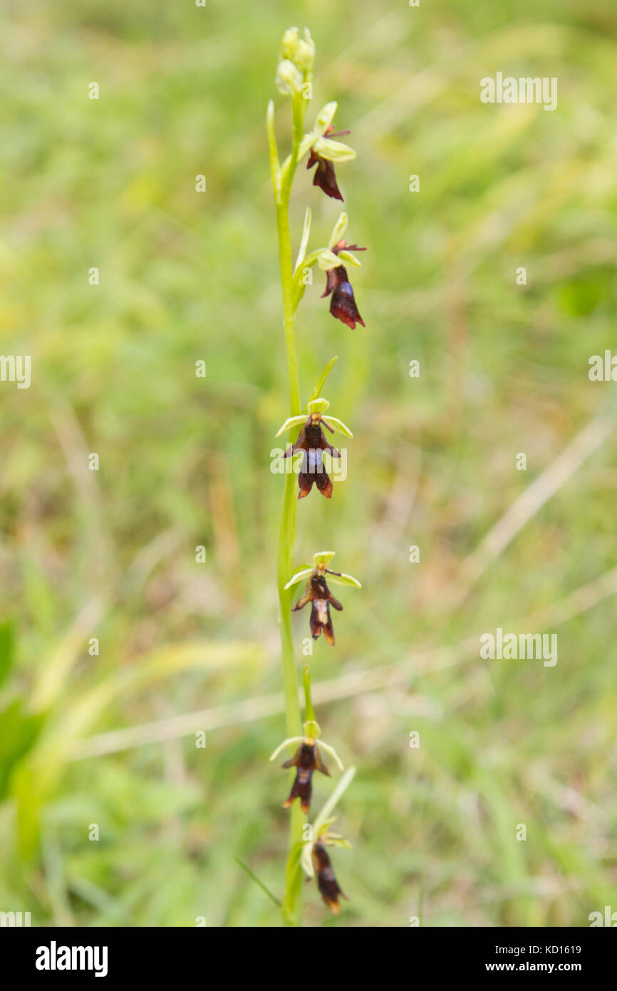 Fly Orchid (Ophrys insectifera Stock Photo - Alamy