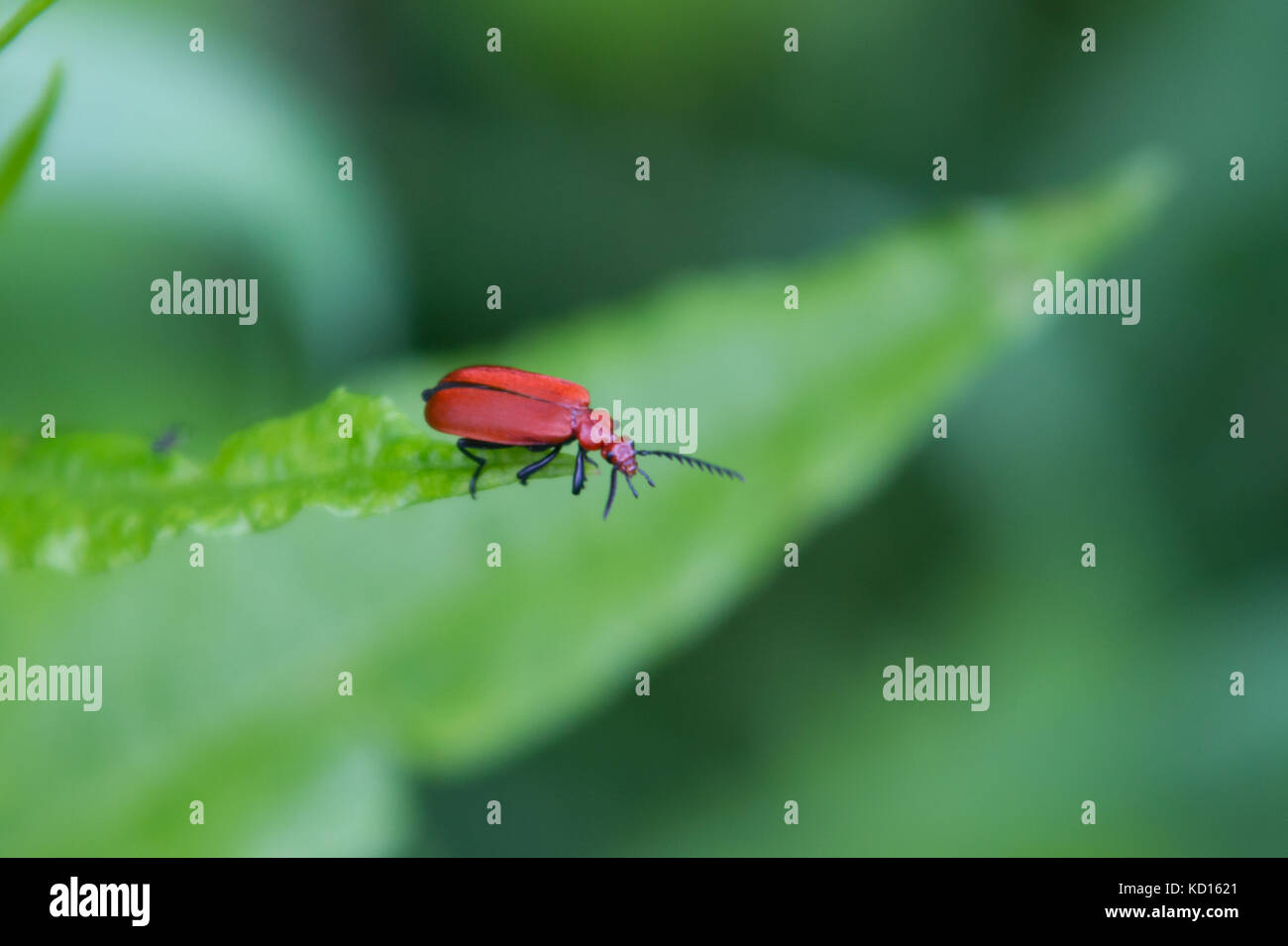 Bright coloured beetle hi-res stock photography and images - Alamy
