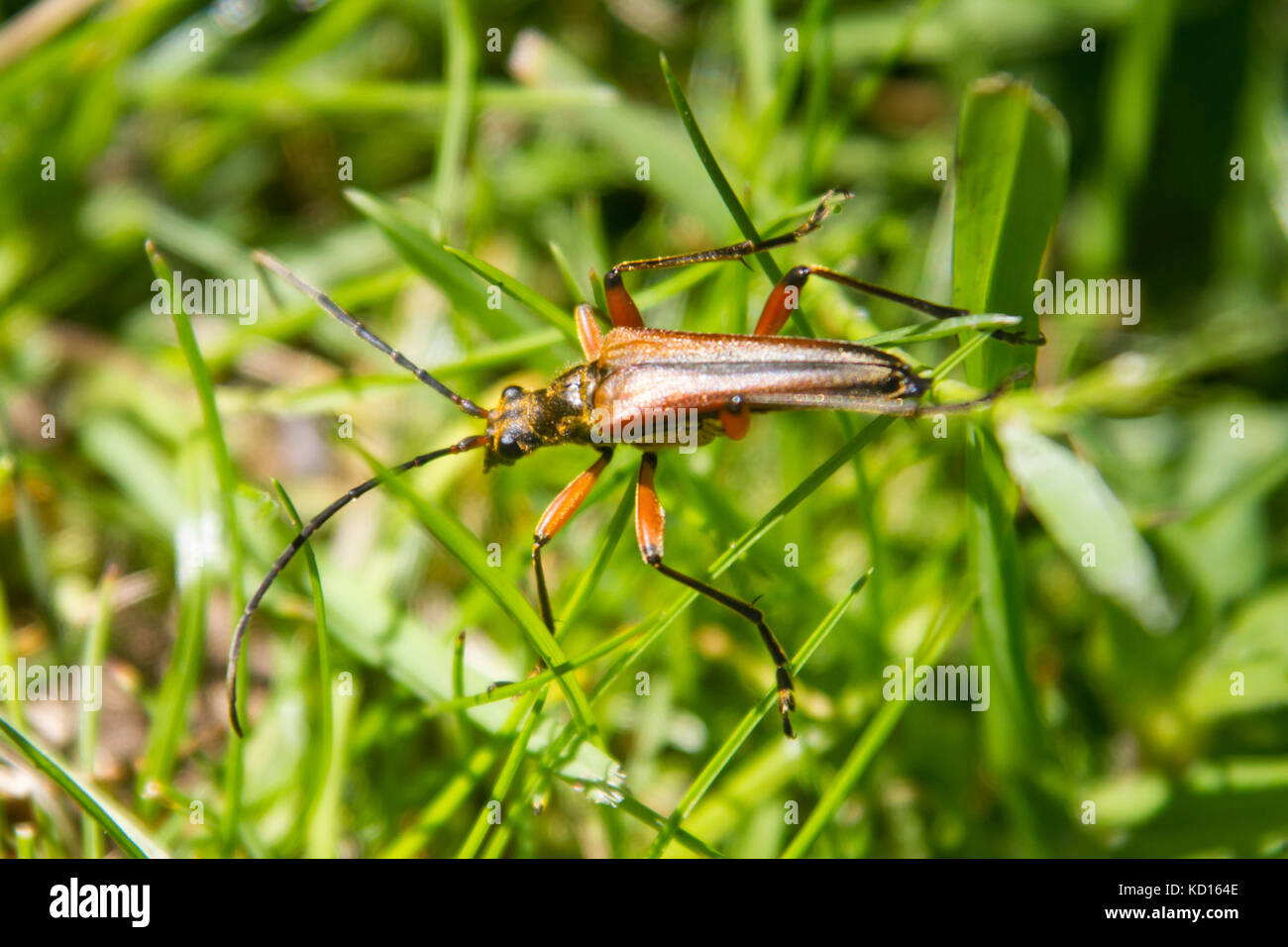 Stenocorus meridianus is a species of Longhorn Beetle in the Lepturinae ...