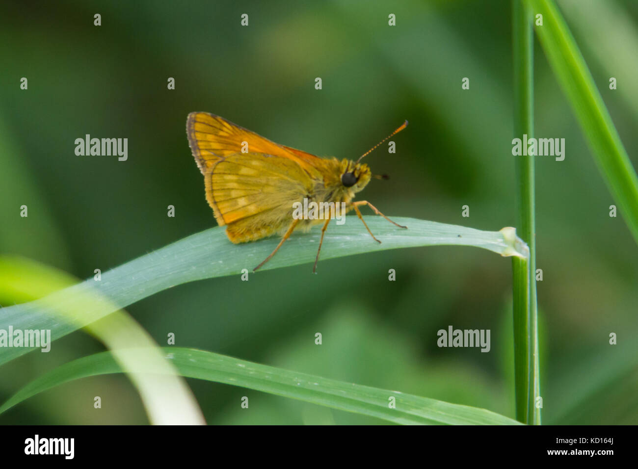 Large skipper butterfly feeding hi-res stock photography and images - Alamy