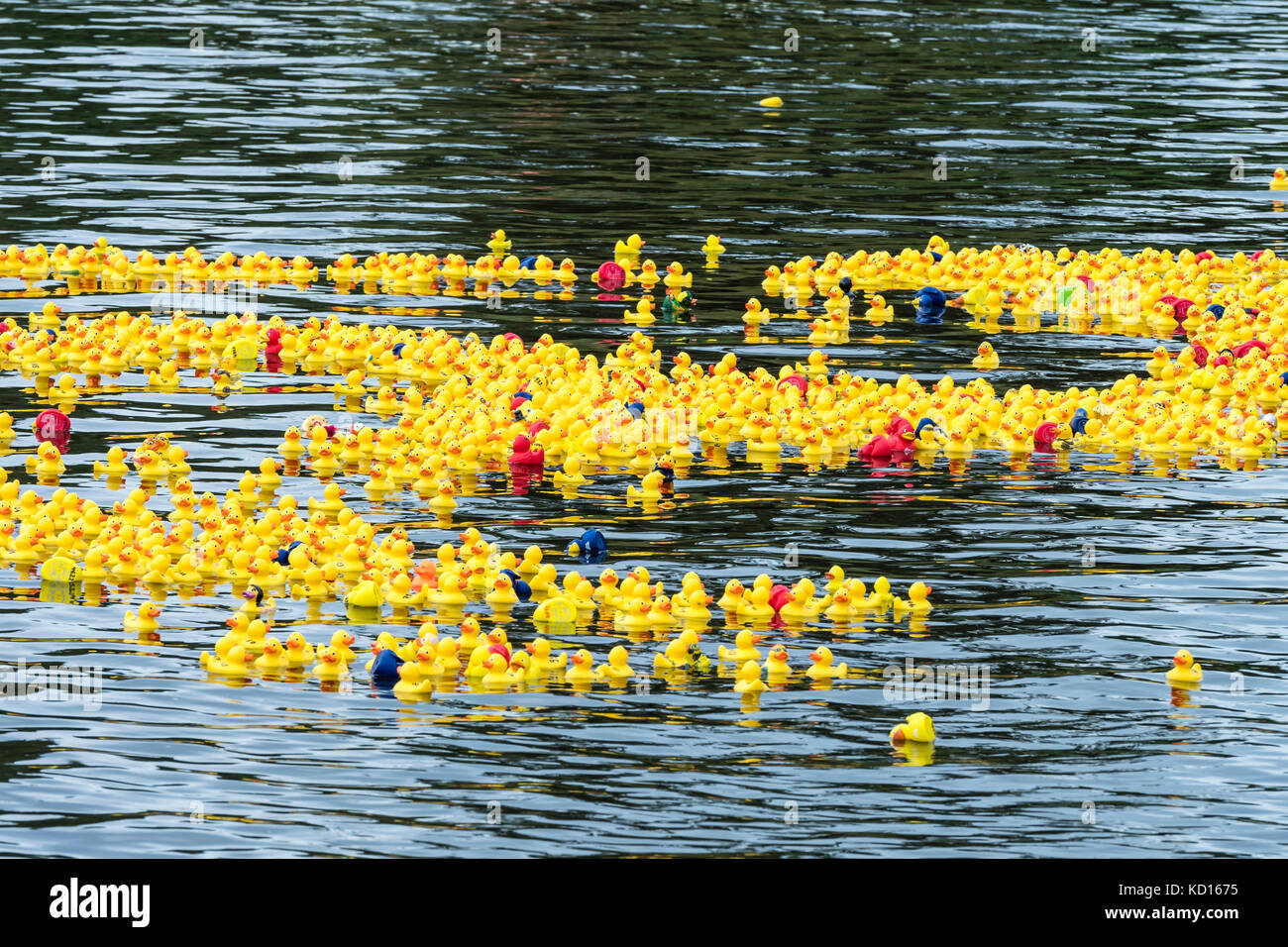 'Race' of plastic ducks on river Aller, charity event , Celle, Germany ...