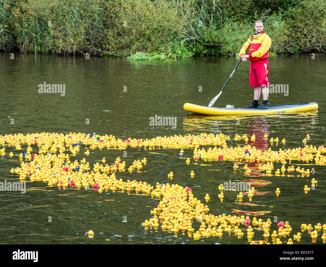 Plastic duck river hi-res stock photography and images - Alamy