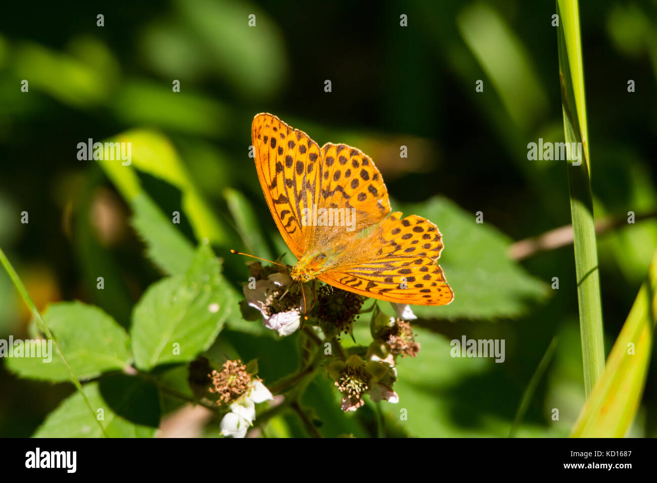 Silver washed fritillary hi-res stock photography and images - Alamy