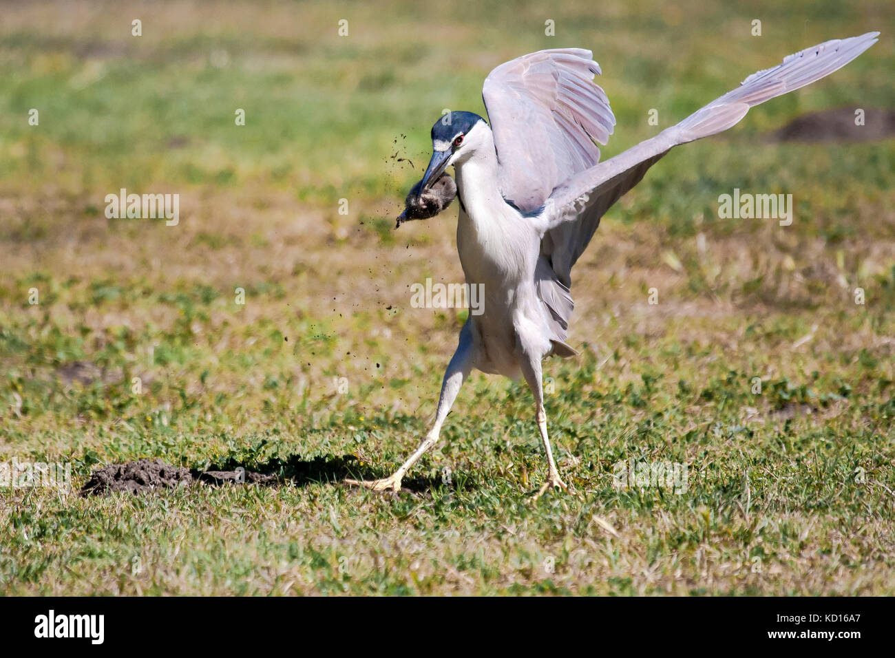 Black-crowned night heron gets gopher by waiting to spot grass movement ...