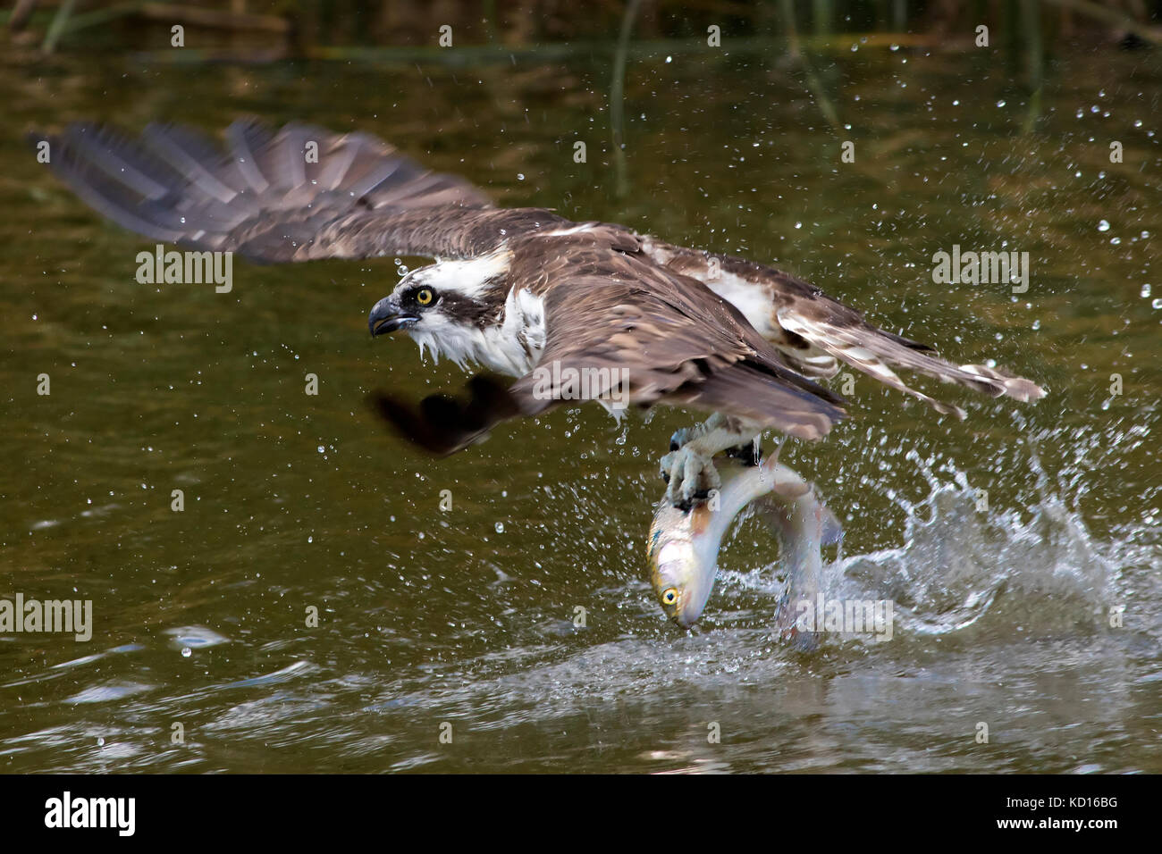 Osprey fish talons hi-res stock photography and images - Alamy