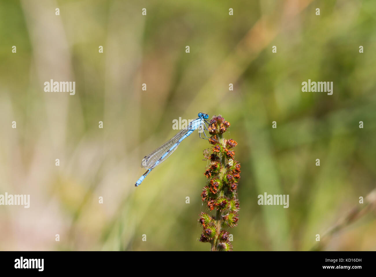 Enallagma cyathigerum known as the Common Blue Damselfly, Common Bluet ...