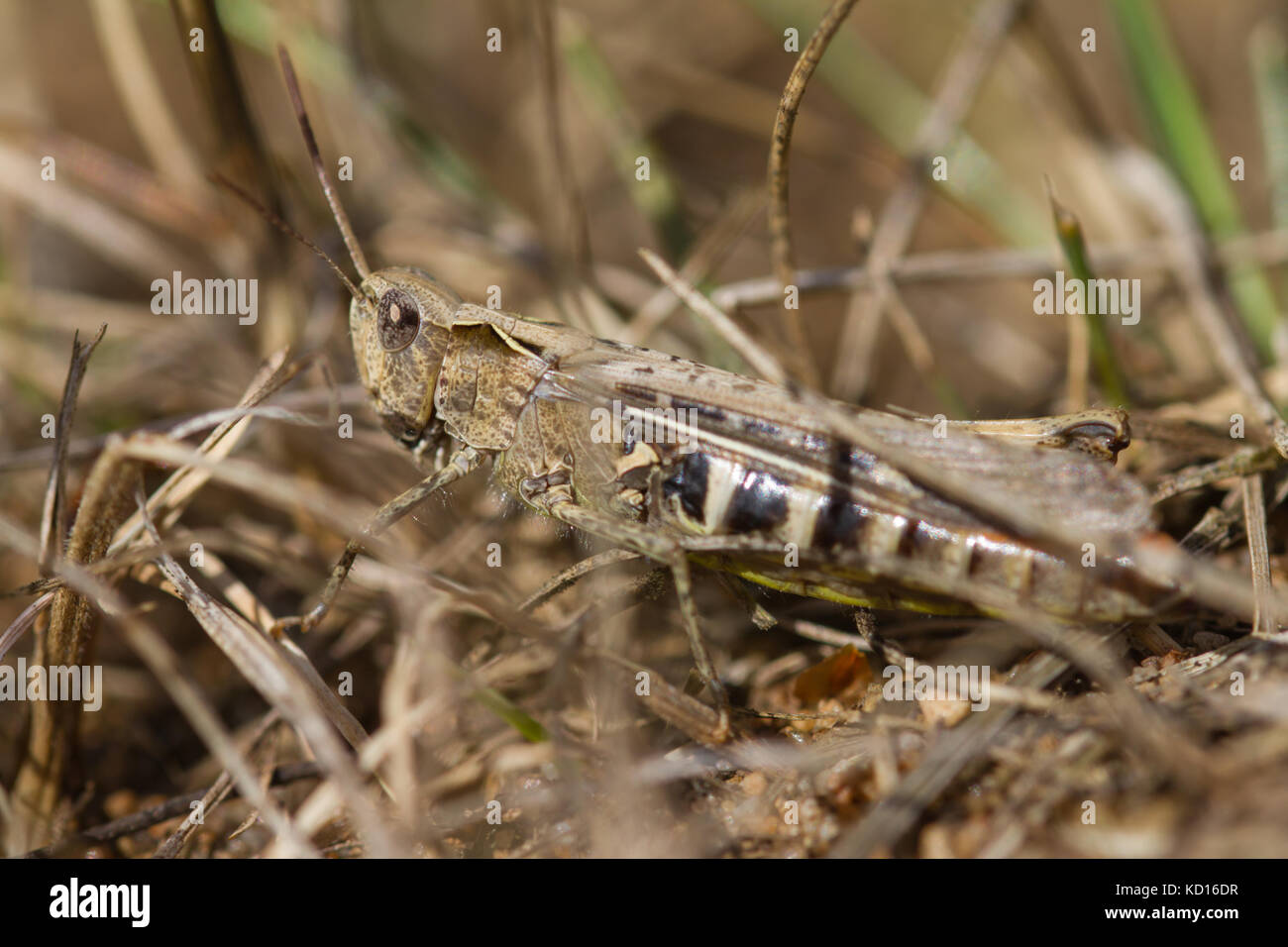 Chorthippus brunneus known as the Common Field Grasshopper Stock Photo ...