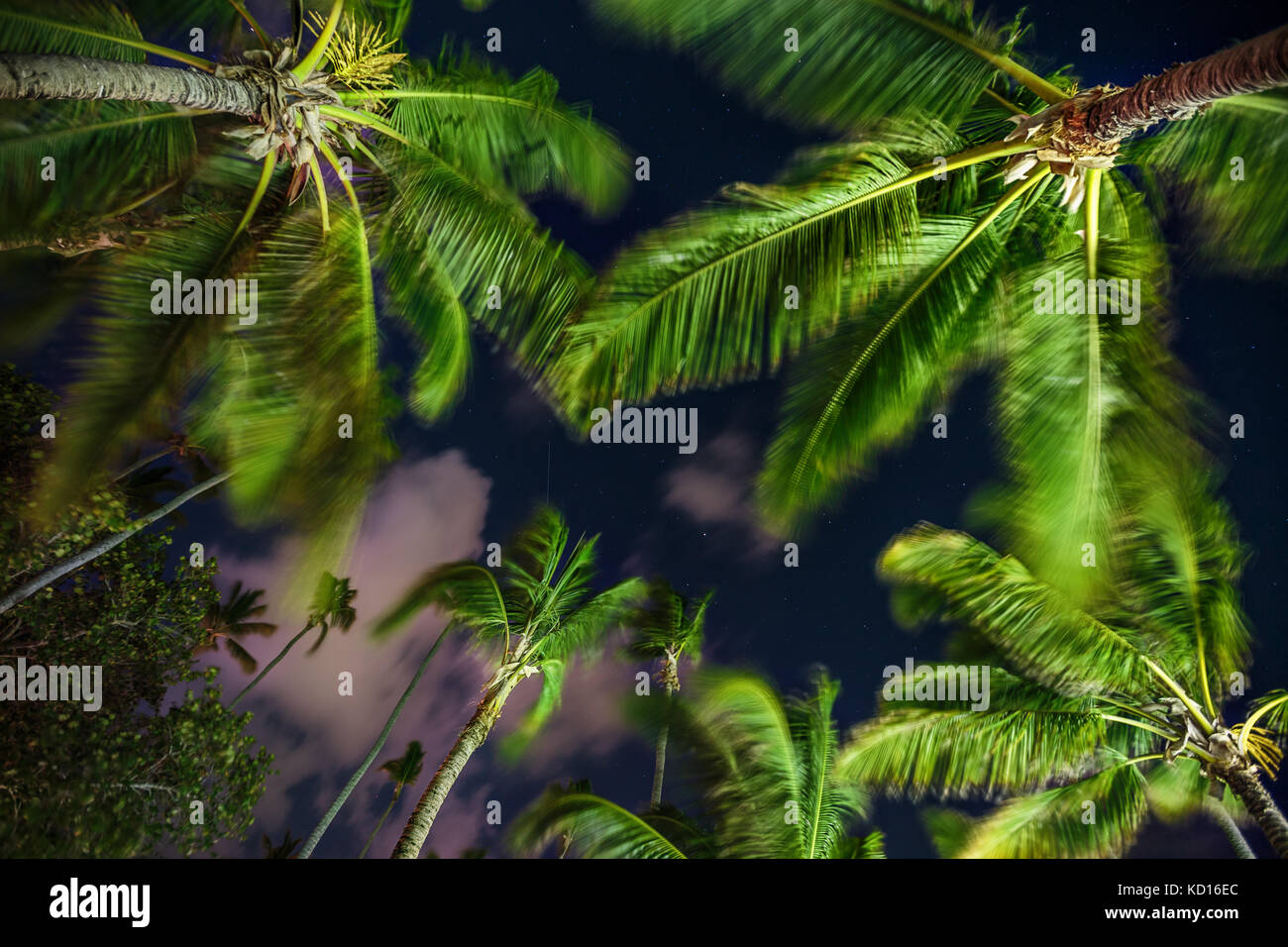 Coconut palm trees perspective view and night sky Stock Photo - Alamy