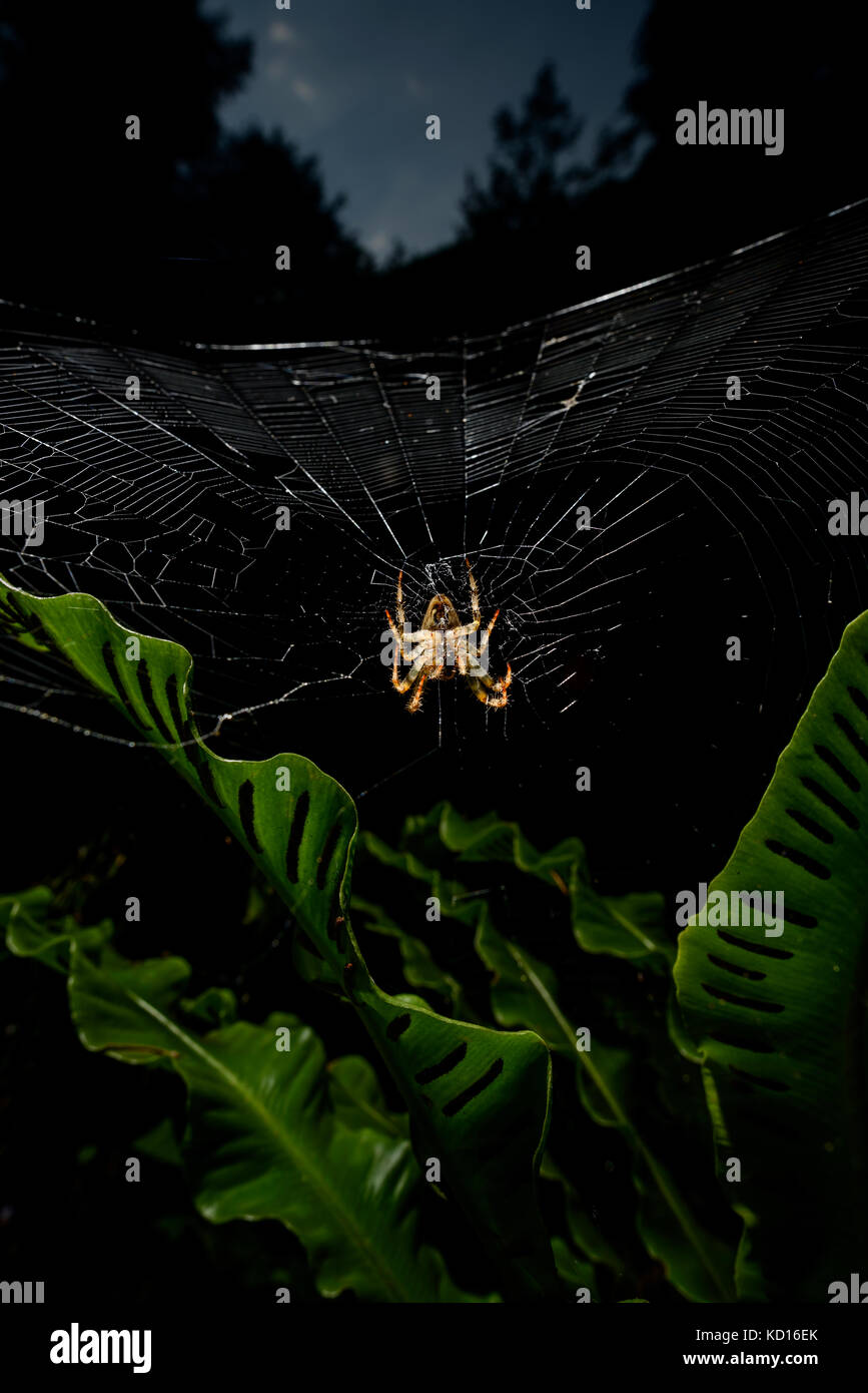 Spider on spider web Stock Photo - Alamy