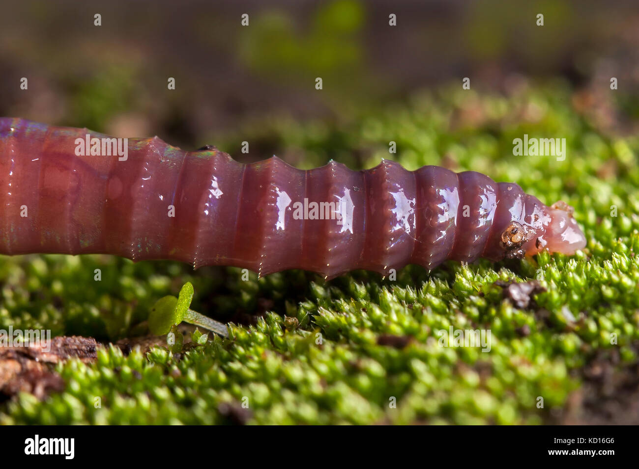 Prostomium hi-res stock photography and images - Alamy