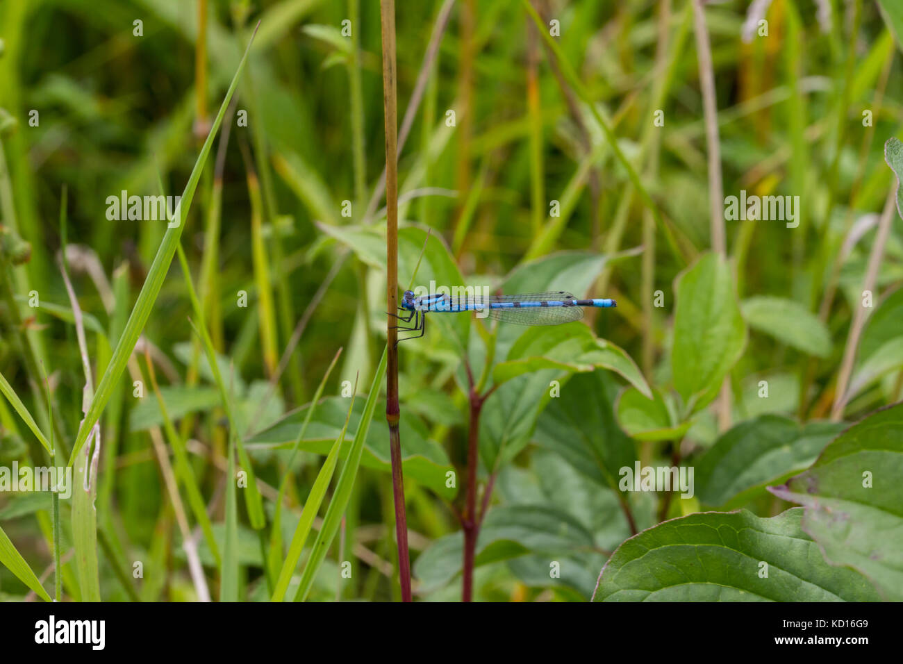 Enallagma cyathigerum known as the Common Blue Damselfly, Common Bluet ...