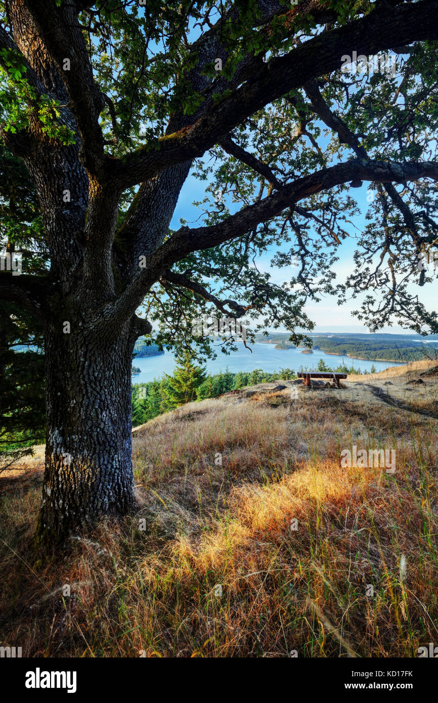 Looking down on Massacre Bay from under a Garry oak tree and grassy ...